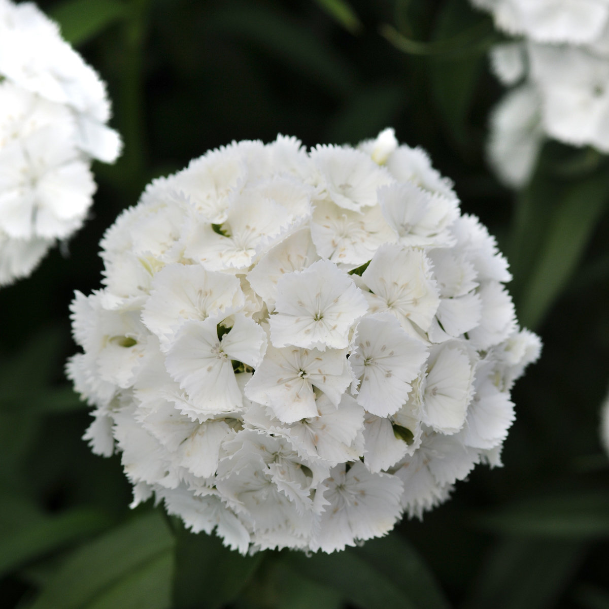 Dianthus Chinensis X Barbatus White Sweet William | SiteOne