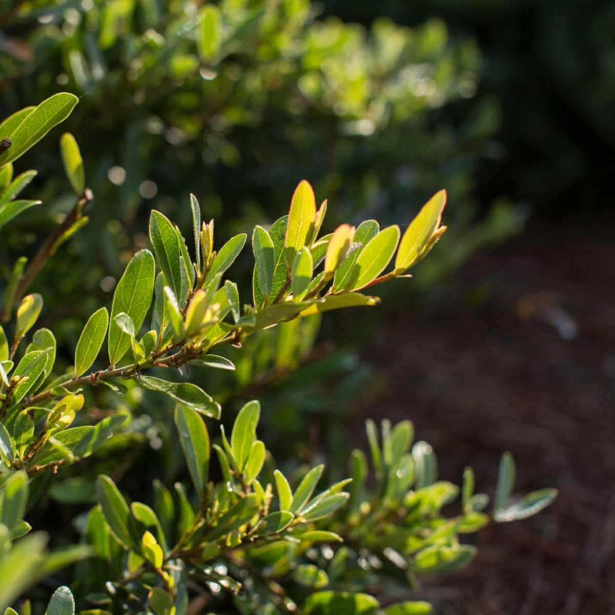 Distylium X Swing Low Distylium | SiteOne