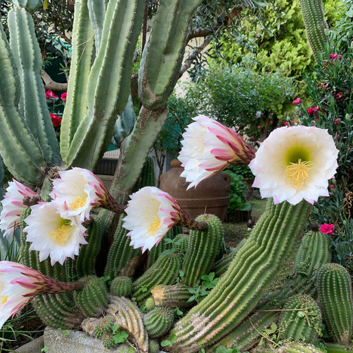 Echinopsis Oxygona Easter Lily Cactus | SiteOne