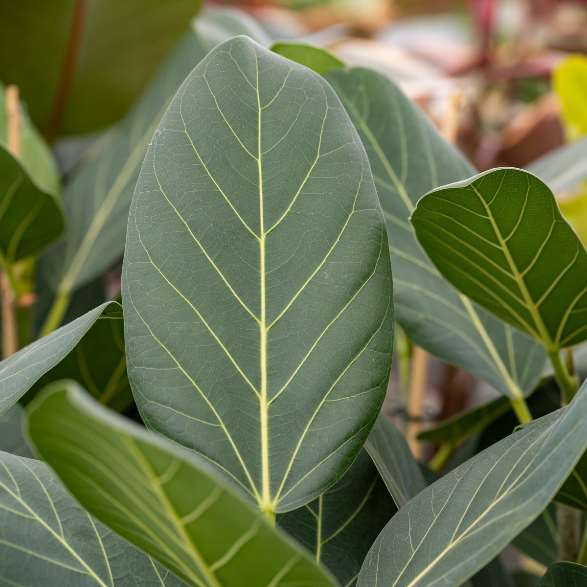Ficus Benghalensis Audrey Banyan Tree | SiteOne