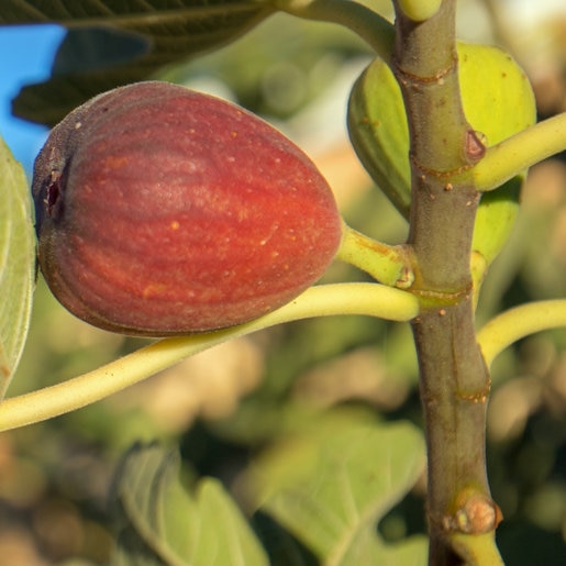 Ficus Carica Black Jack Fig | SiteOne