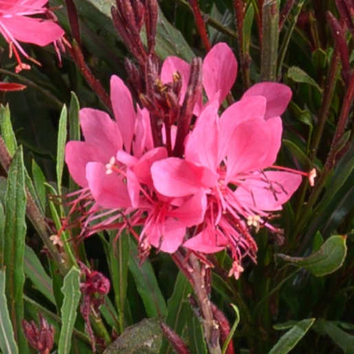 Gaura Lindheimeri Steffi Dark Rose Gaura | SiteOne