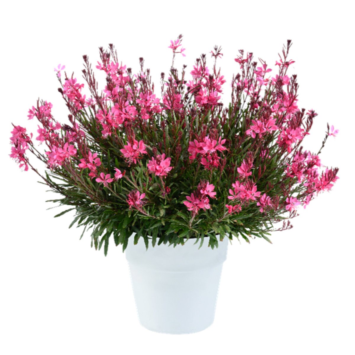 Gaura Lindheimeri Steffi Dark Rose Gaura | SiteOne