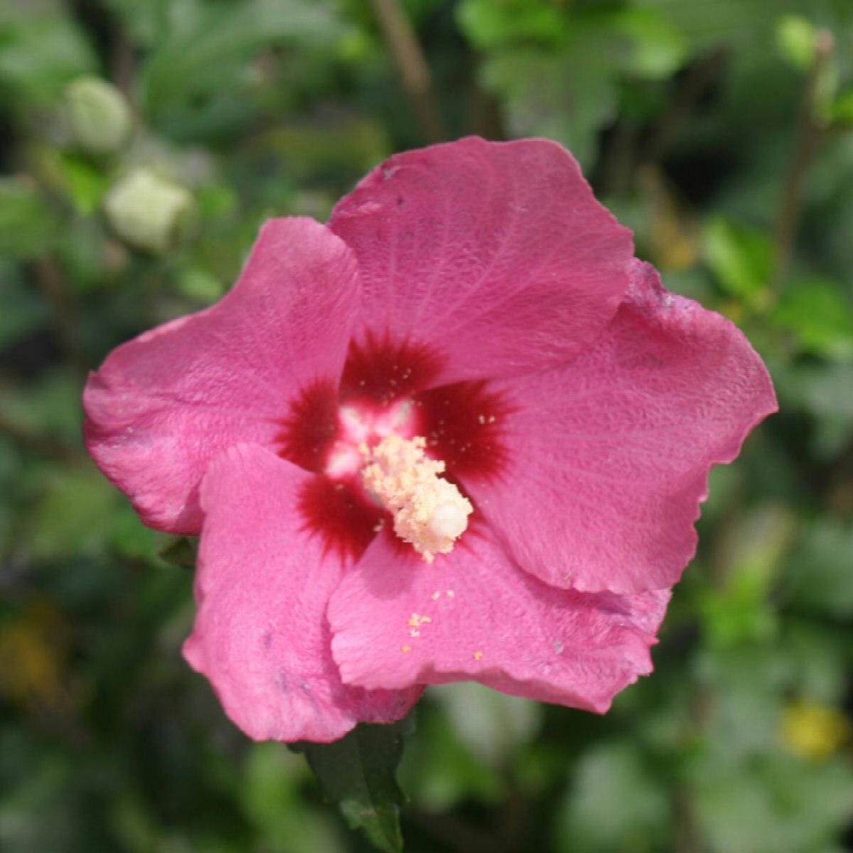 Hibiscus Syriacus Lil Kim Red Rose of Sharon | SiteOne