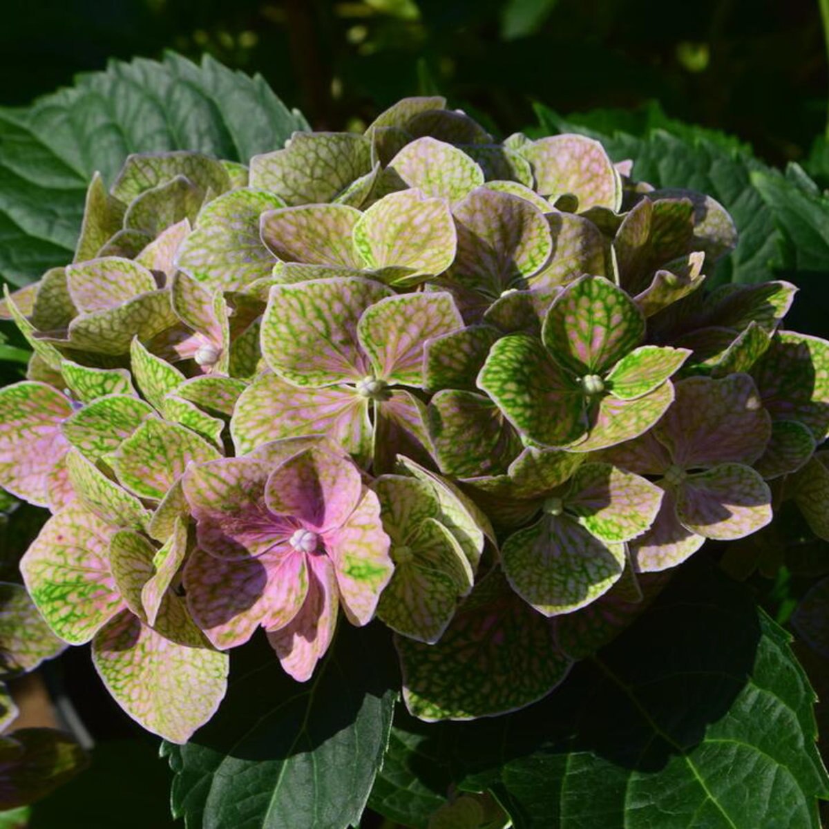 Hydrangea Macrophylla Froggie Big Leaf Hydrangea | SiteOne