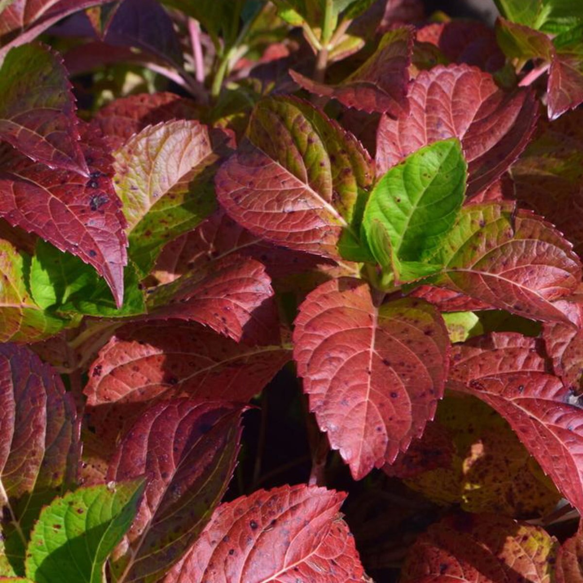 Hydrangea Macrophylla Froggie Big Leaf Hydrangea | SiteOne