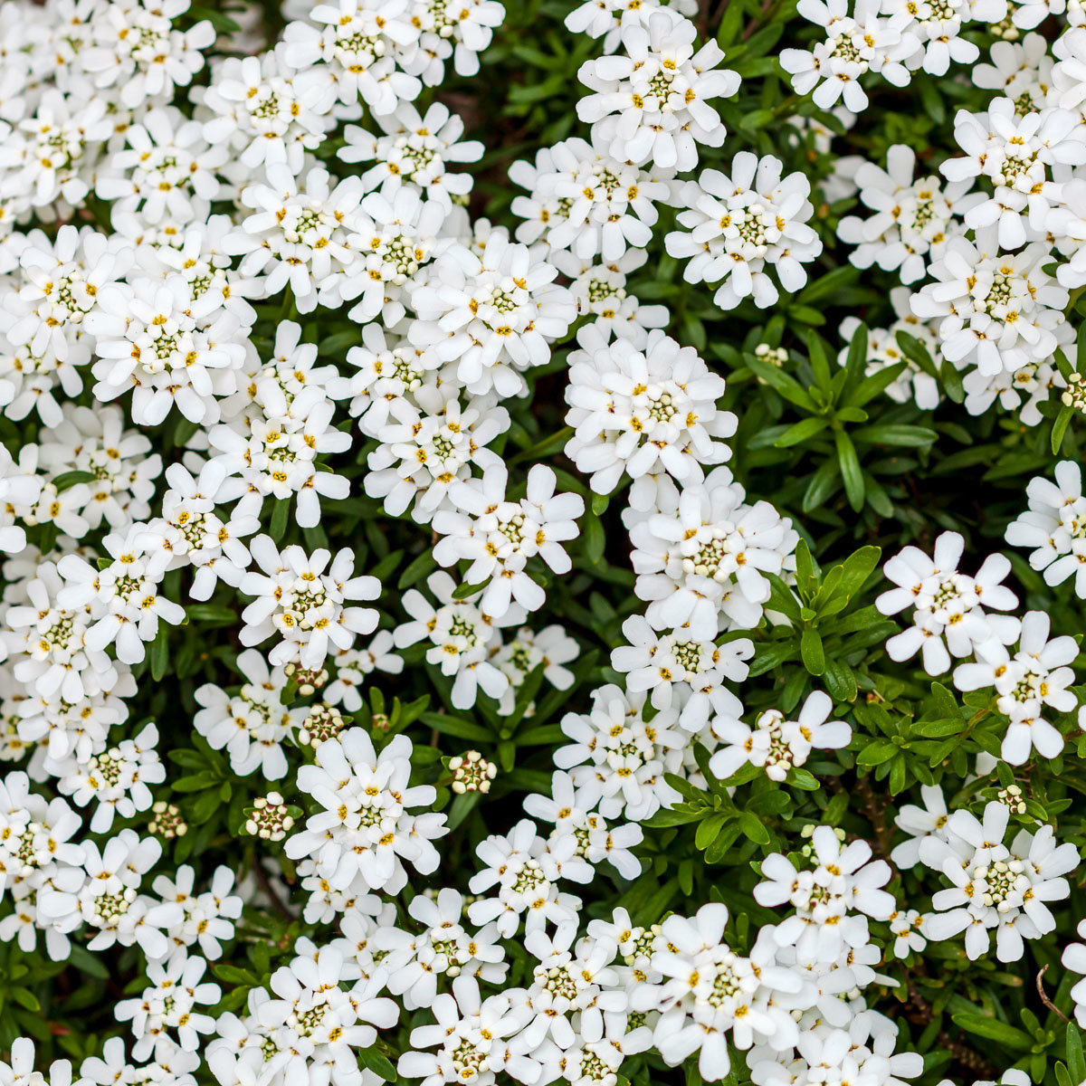 Iberis Sempervirens 'Snow Cone' Candytuft | SiteOne