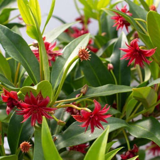 Illicium X Scorpio Anise | SiteOne