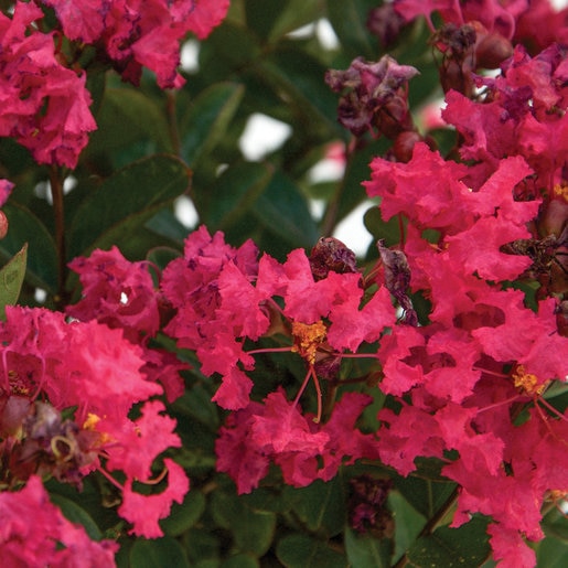 Lagerstroemia Indica Bellini Raspberry Crape Myrtle | SiteOne