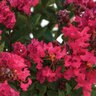 Lagerstroemia Indica Bellini Raspberry Crape Myrtle | SiteOne