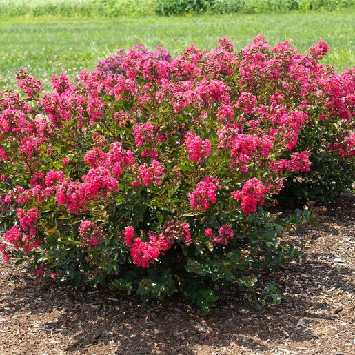 Lagerstroemia Indica Bellini Raspberry Crape Myrtle | SiteOne