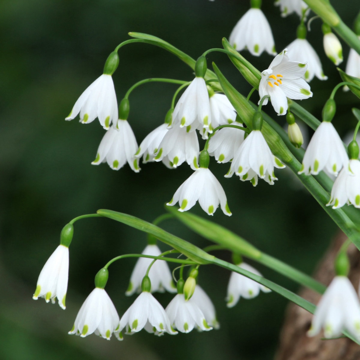 Leucojum Aestivum Summer Snowflake | SiteOne