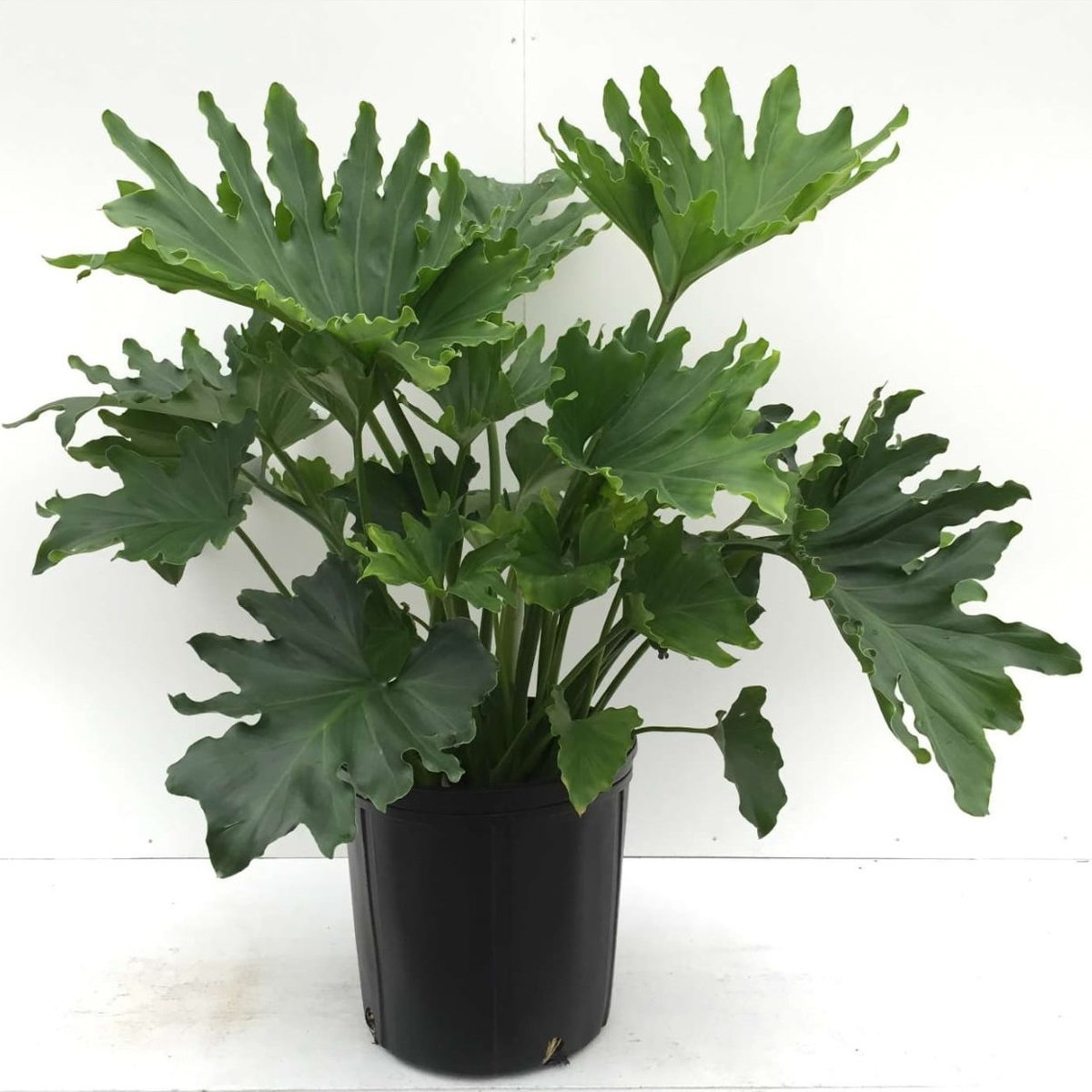 Philodendron Selloum Hope Philodendron | SiteOne