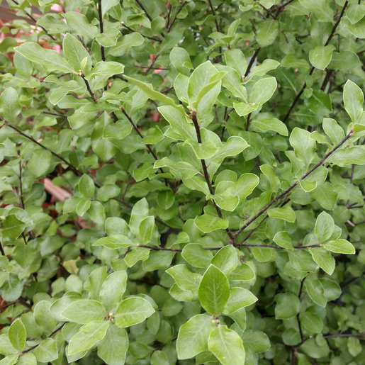 Pittosporum Tenuifolium Wrinkled Blue Kohuhu | SiteOne