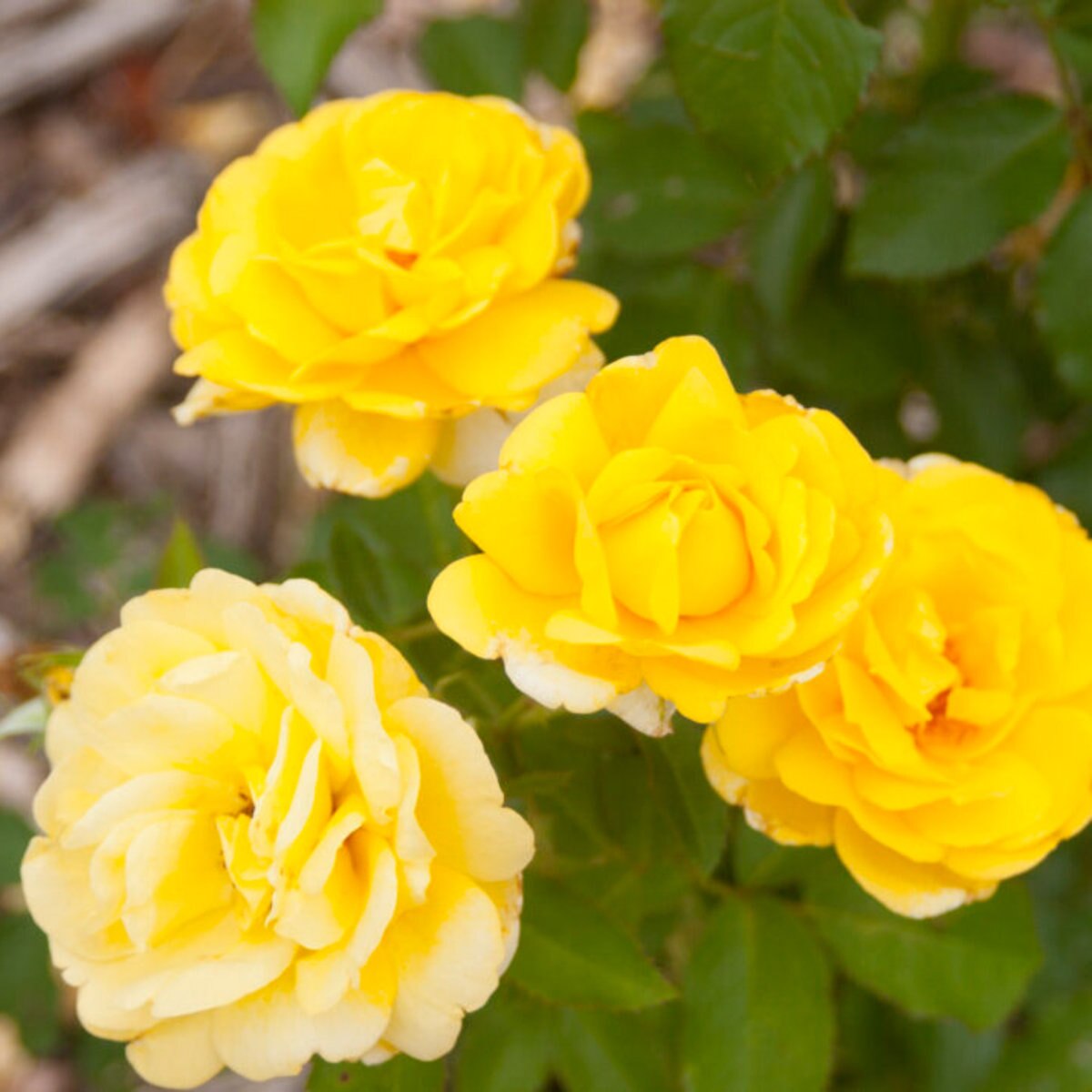 Rosa X Yellow Brick Road Rose | SiteOne