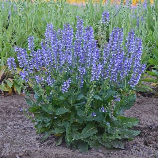 Salvia X Color Spires Azure Snow Sage | SiteOne