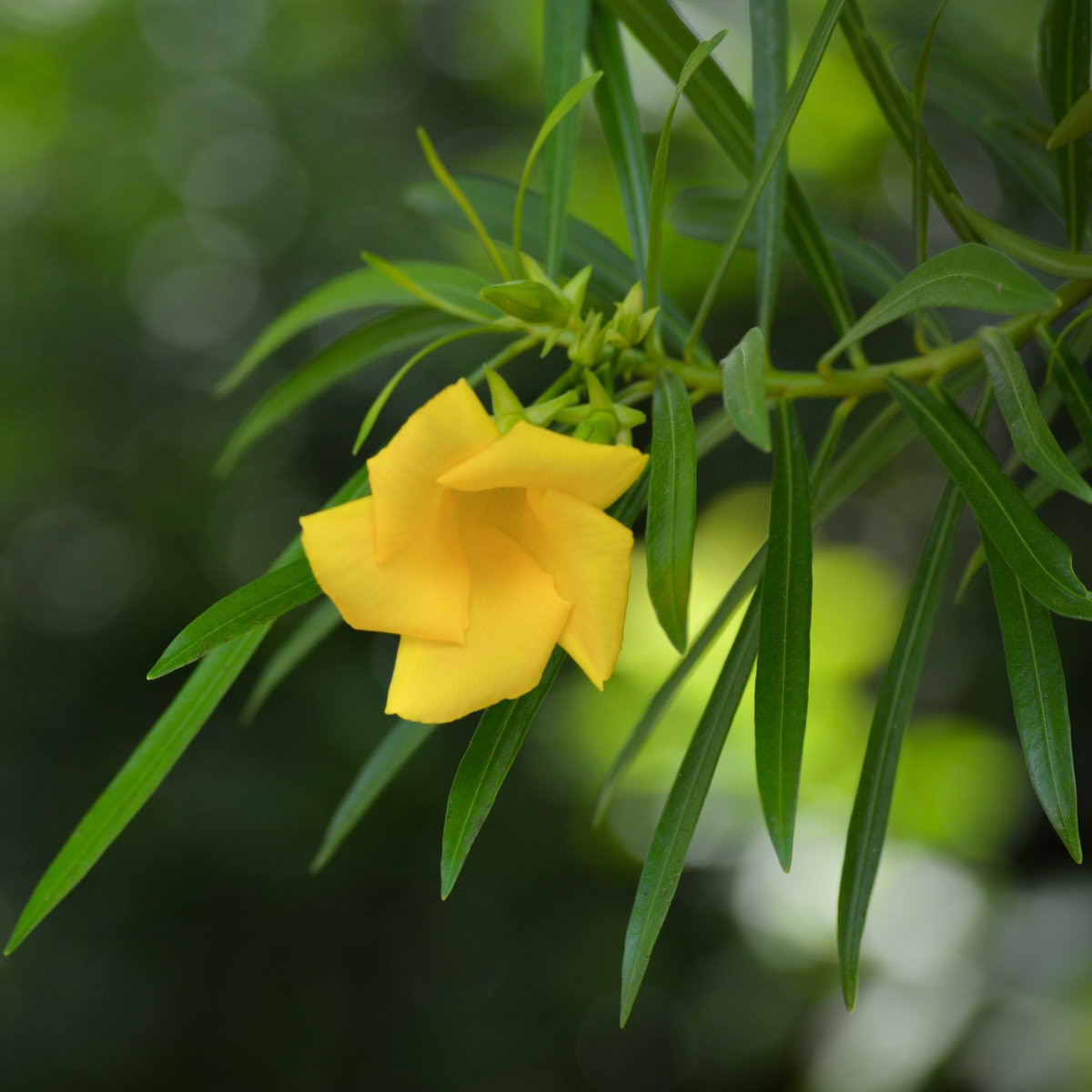 Thevetia Peruviana Yellow Oleander | SiteOne
