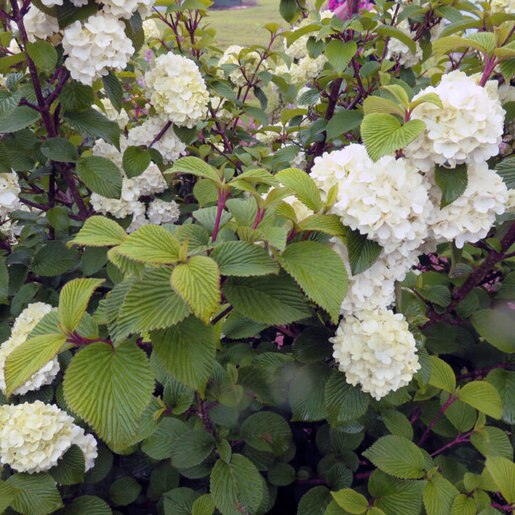 Opening Day Viburnum