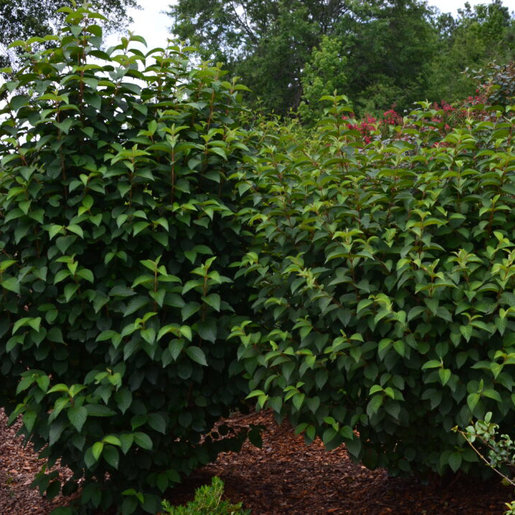 Viburnum Plicatum Opening Day Doublefile Viburnum | SiteOne