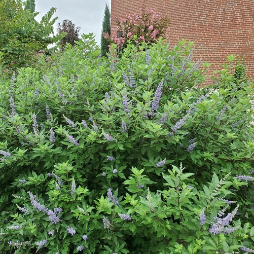 Vitex X Summertime Blues Chastetree | SiteOne