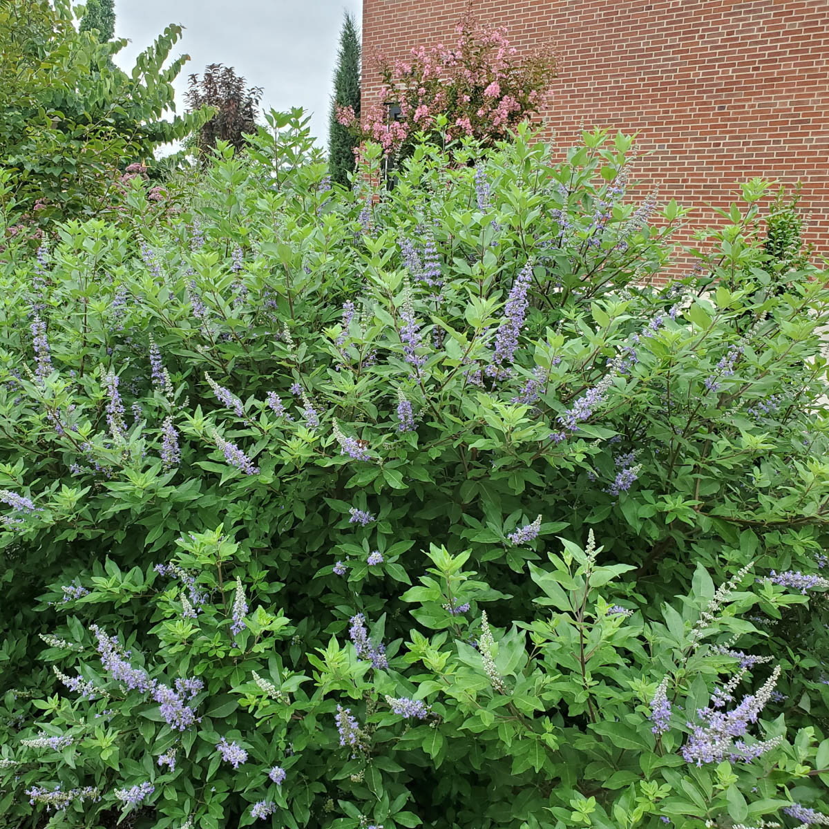 Vitex X Summertime Blues Chastetree | SiteOne