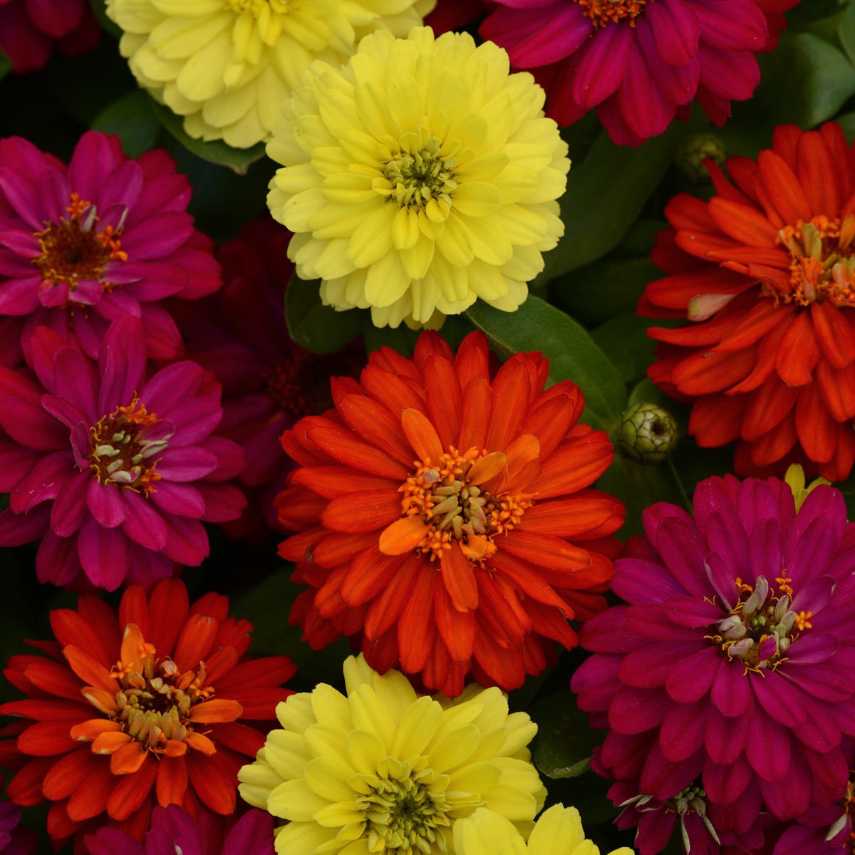 Zinnia Marylandica Zahara Double Brilliant Mix Zinnia | SiteOne