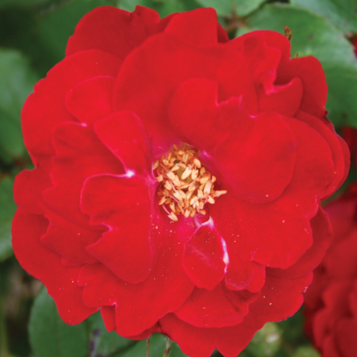 Rosa X Champlain Rose | SiteOne