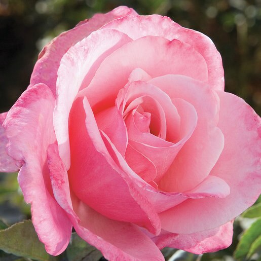 Rosa X First Prize Hybrid Tea Rose | SiteOne