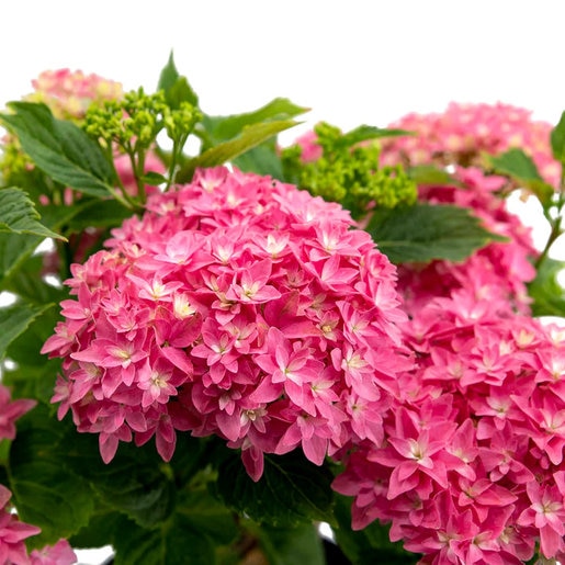 Hydrangea Macrophylla Starfield Big Leaf Hydrangea | SiteOne