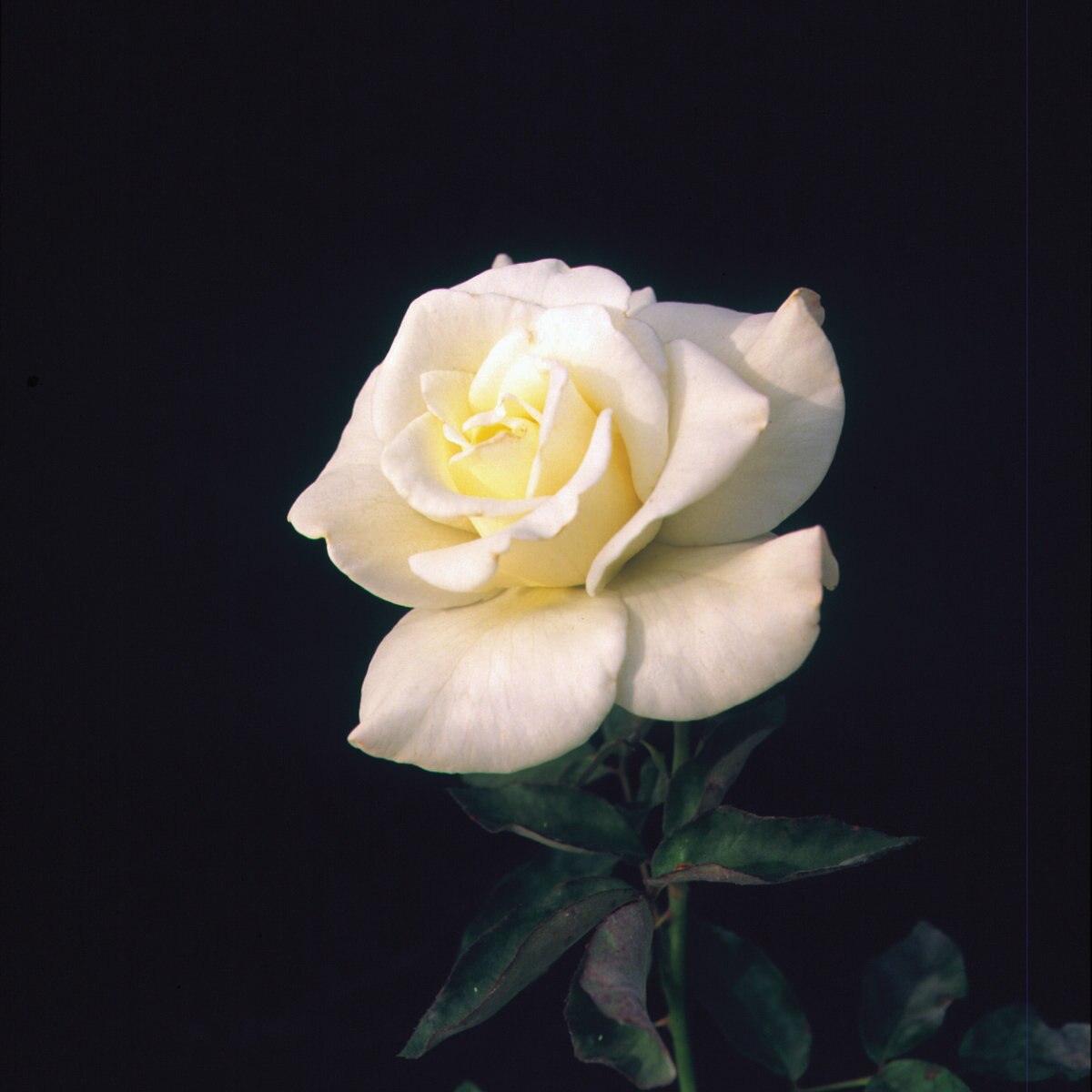 Rosa X John F. Kennedy Hybrid Tea Rose | SiteOne