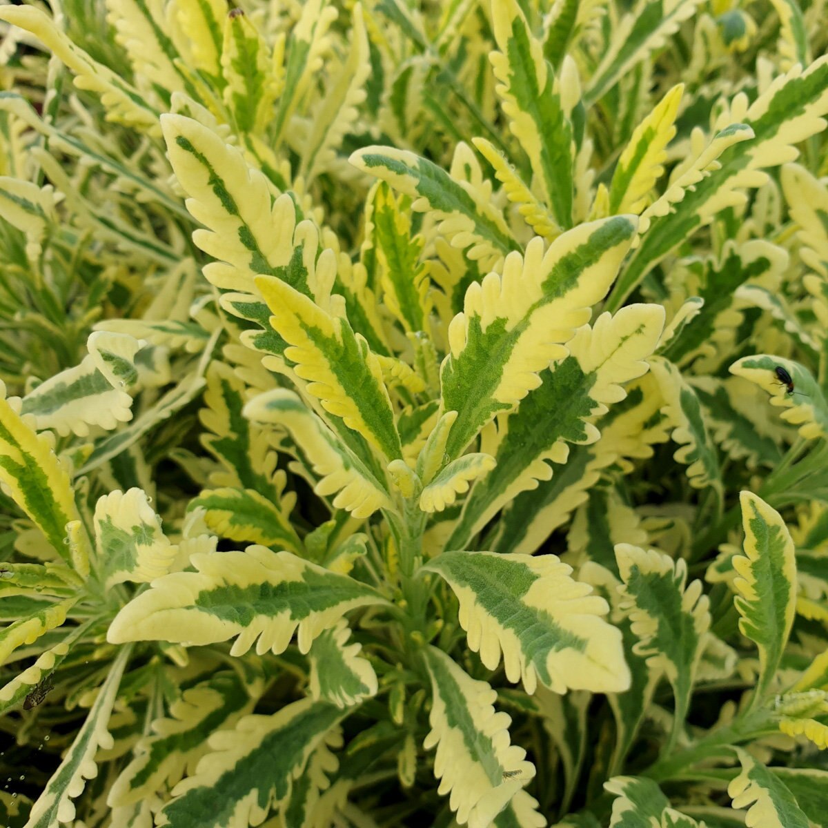 Lavandula Allardii Meerlo Lavender | SiteOne