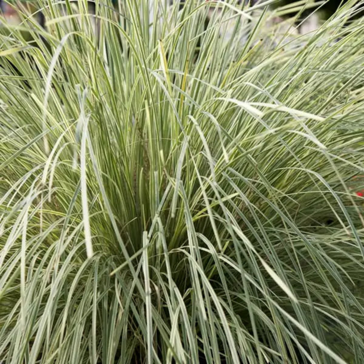 Lomandra Longifolia Platinum Beauty Variegated Mat Rush | SiteOne