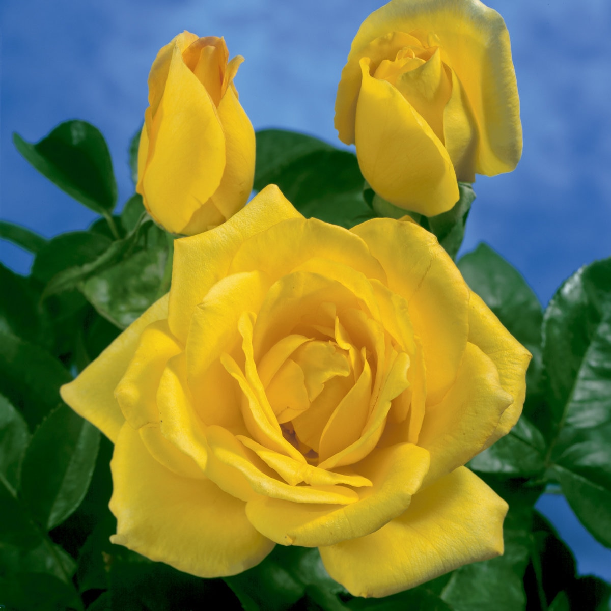 Rosa X Oregold Hybrid Tea Rose | SiteOne