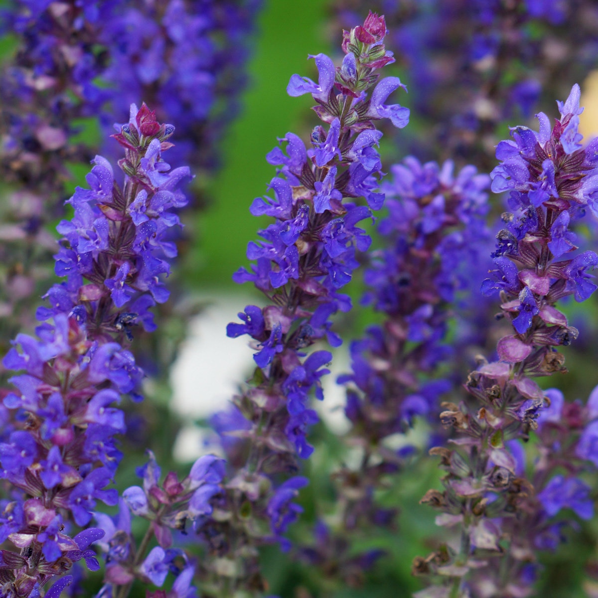 Salvia Nemorosa Blue Bouquetta Woodland Sage | SiteOne