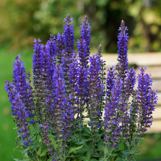 Salvia Nemorosa Blue Bouquetta Woodland Sage | SiteOne