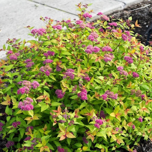 Spiraea Japonica Poprocks Petite Spirea | SiteOne