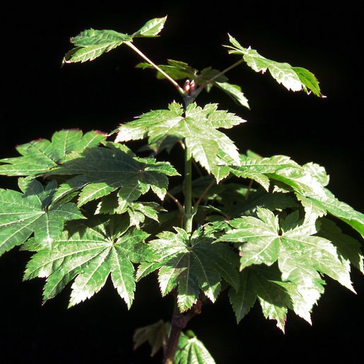 Acer Japonicum Meigetsu Full Moon Maple | SiteOne