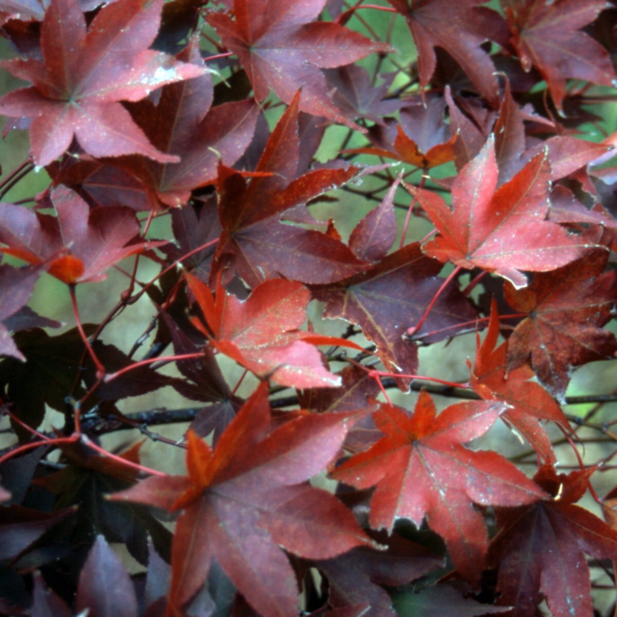 Acer Palmatum Okagami Japanese Maple | SiteOne