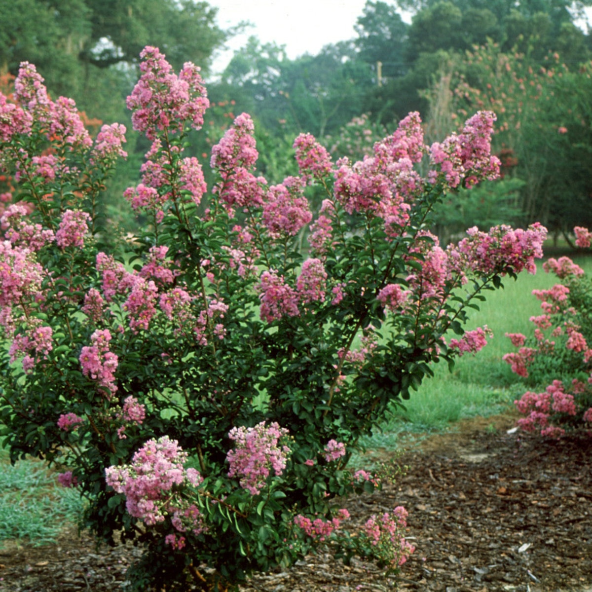 Lagerstroemia Indica Powhatan Crape Myrtle | SiteOne