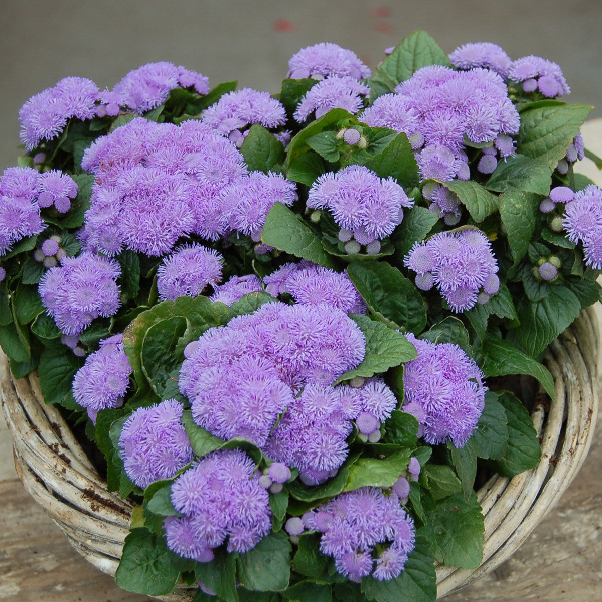 Ageratum Houstonianum Aloha Blue Floss Flower | SiteOne