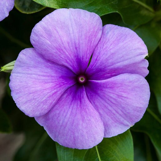 Catharanthus Roseus Blockbuster Blue Vinca | SiteOne