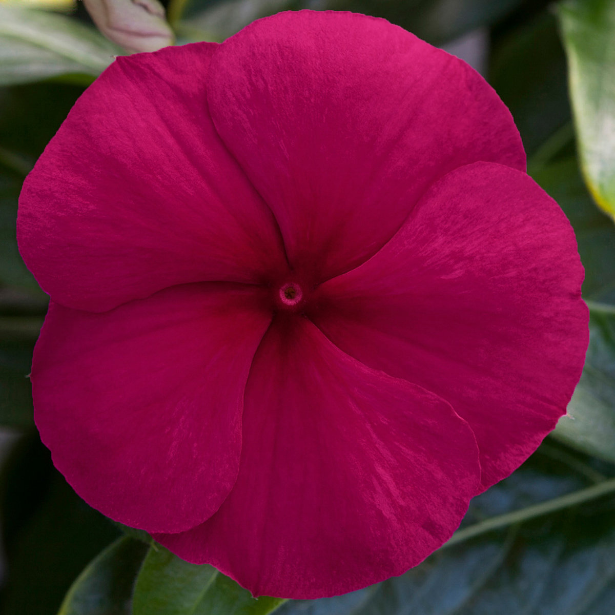 Catharanthus Roseus Blockbuster Burgundy Vinca | SiteOne