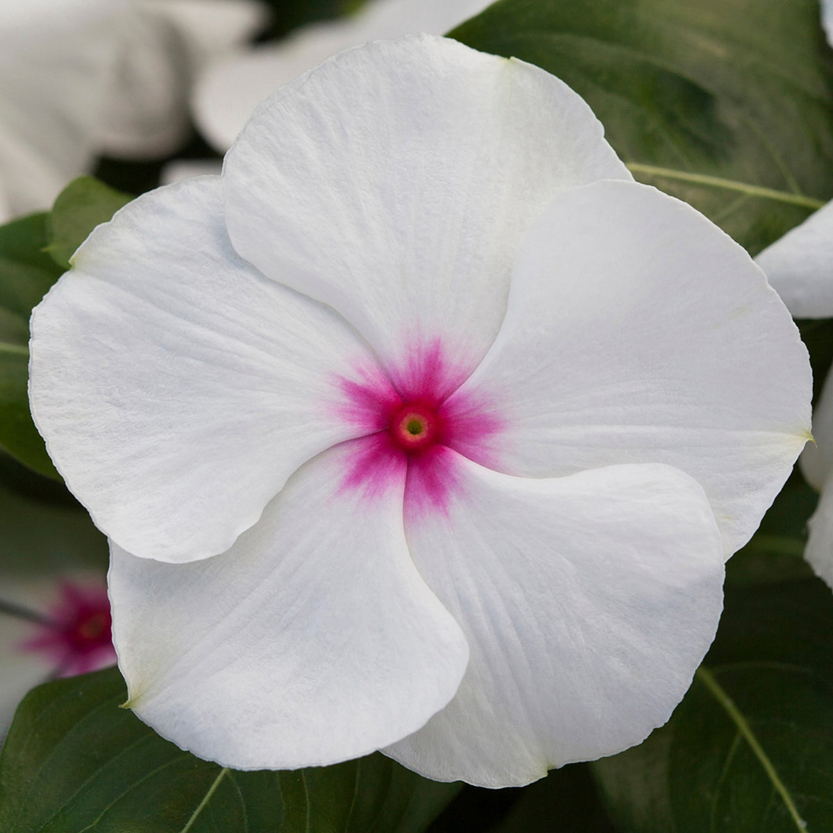 Catharanthus Roseus Blockbuster Peppermint Vinca | SiteOne