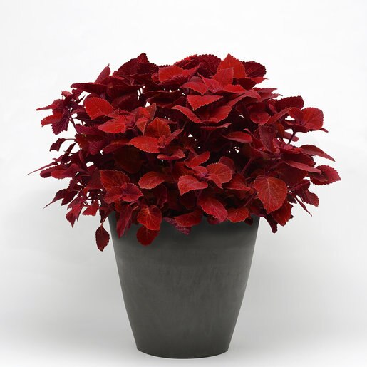 Solenostemon Scutellarioides Ruby Slipper Coleus | SiteOne