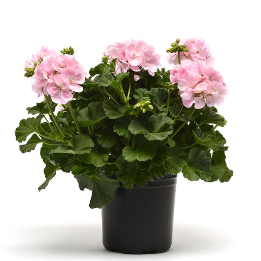 Pelargonium X Hortorum Fantasia Appleblossom Zonal Gera | SiteOne