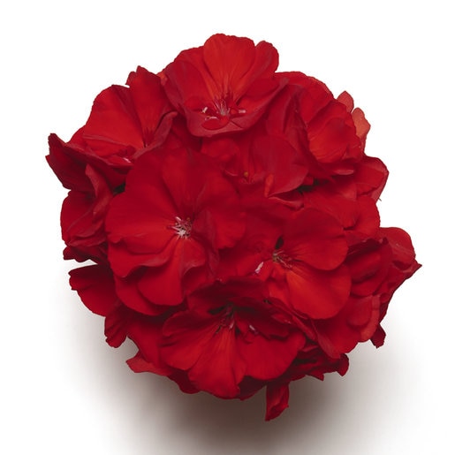 Pelargonium X Hortorum Fantasia Cardinal Red Zonal Gera | SiteOne