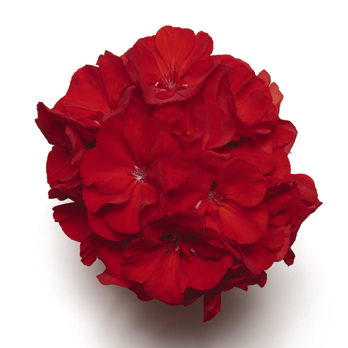 Pelargonium X Hortorum Fantasia Cardinal Red Zonal Gera | SiteOne