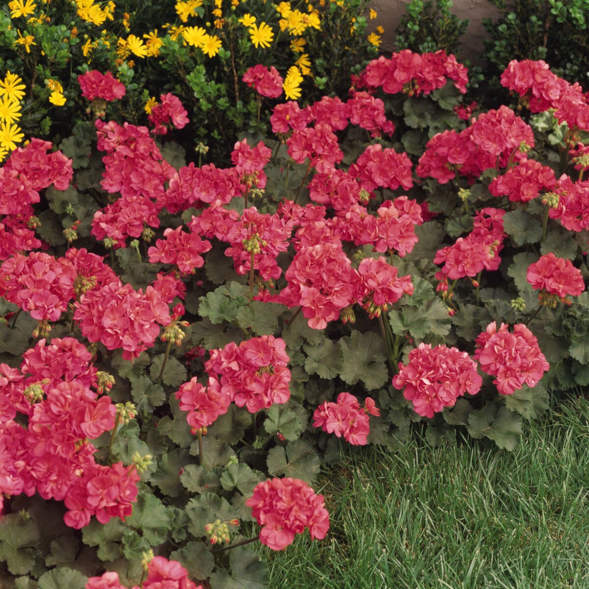 Pelargonium X Hortorum Fantasia Flamingo Rose Zonal Ger | SiteOne