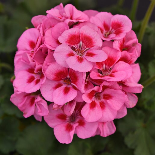 Pelargonium X Hortorum Fantasia Lavender Sizzle Zonal G | SiteOne