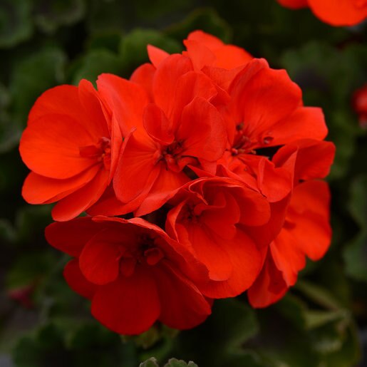 Pelargonium X Hortorum Fantasia Scarlet Zonal Geranium | SiteOne